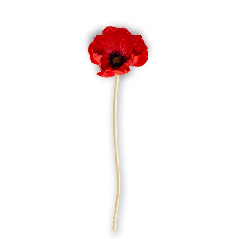 RED POPPY STEM – Allure